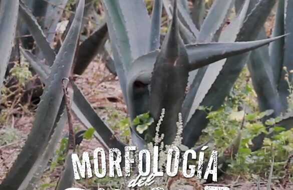 «El perro y el coyote», un cuento otomí – Mexicanísimo